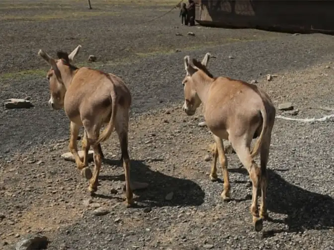 Donkey Development Programme: 'Donkey Development Programme': Pakistan ...