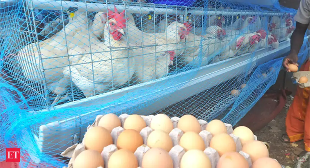 Poultry: Srinivasa hatcheries forges international JV, plans value add ...