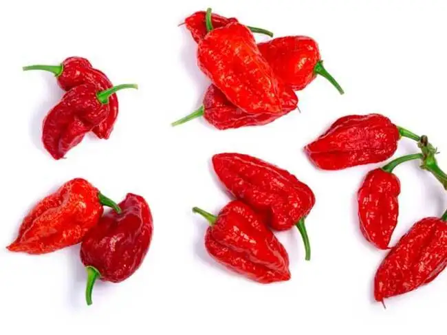 chillies: The journey of the chillies, and how they reached the Indian ...