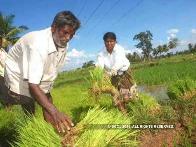 Odisha Farmers: Annual income of Odisha farmers Rs 59,712: Survey ...