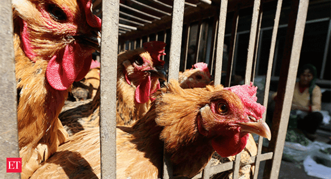 Feed Prices Poultry Industry Hopes Demand Will Offset Rising Feed
