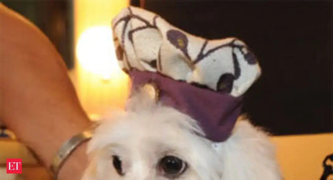 'Patterns for Paws' doggy fashion show - | The Economic Times