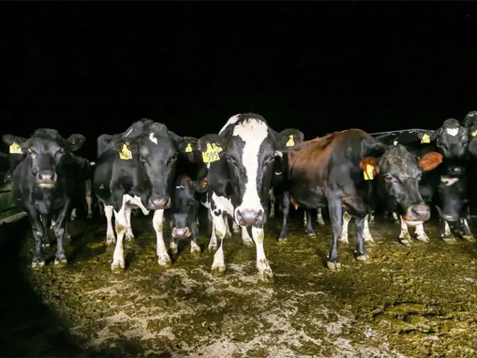 Smog: Centre’s big milk production plan may help clean Delhi’s air too ...