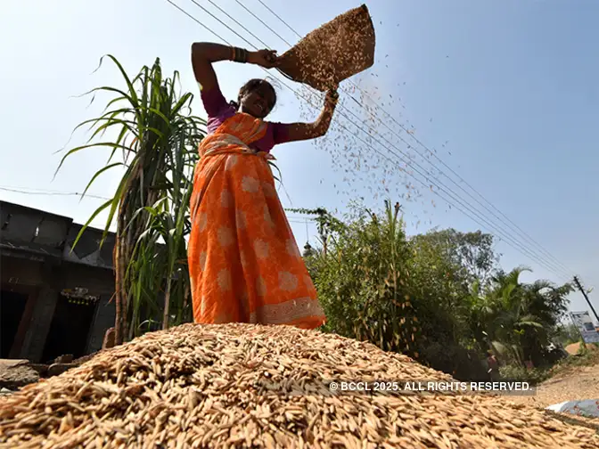 Wheat: NASA-inspired technique boosts wheat production threefold ...