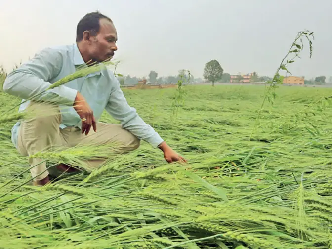 Rabi crops: Unseasonal showers and hailstorm flatten rabi crops - The ...