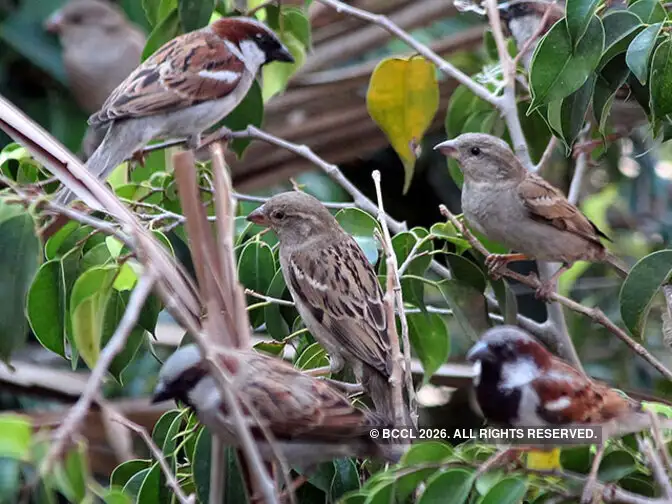 World Sparrow Day: Where have all the sparrows gone? | The Economic Times