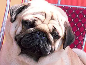 Vodafone: PETA goes after Vodafone for use of pugs in ads - The ...