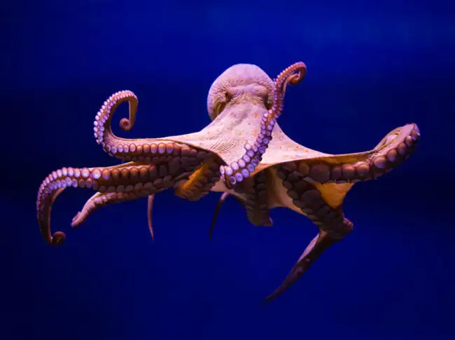 Octopus: Inexplicable abilities does not mean octopuses came from outer ...