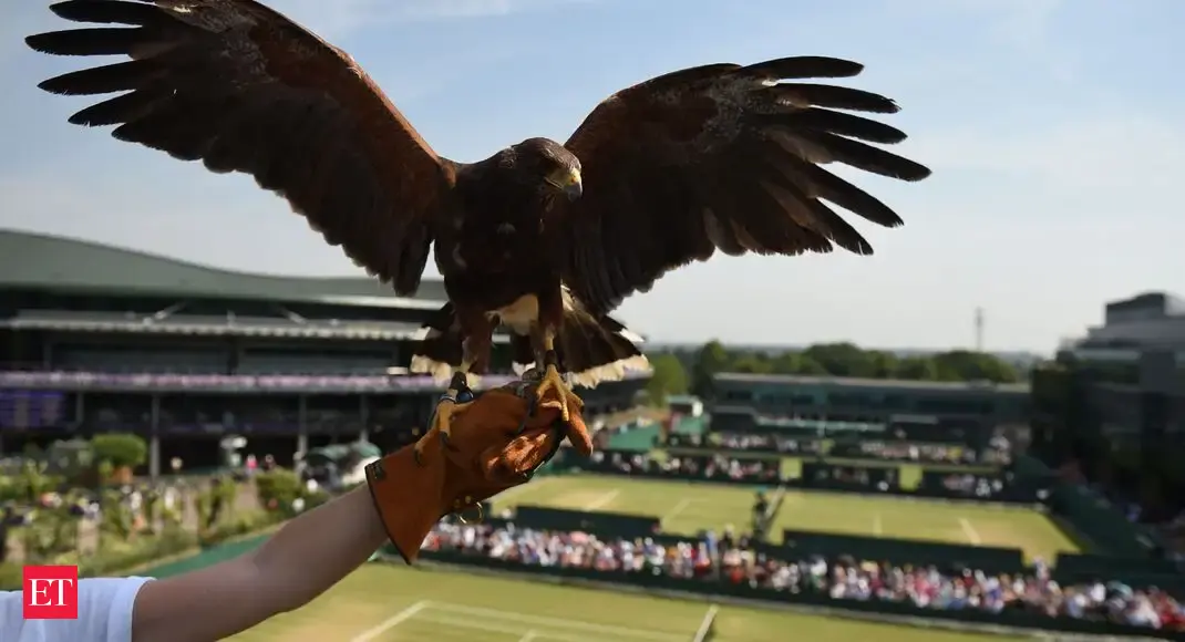 Meet Rufus: Wimbledon's hawk who shoos away unwanted pigeons from the ...