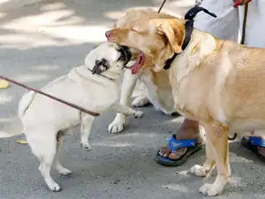 China launches nationwide action after faulty rabies vaccine - The ...