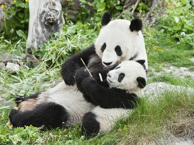 Panda population & Yang Yang's paintings - Believe it or not: This ...