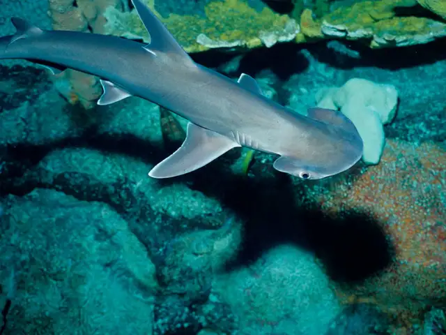 Scientists discover first known 'vegetarian' shark - Bloodthirsty ...
