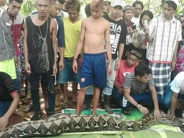 Indonesians wrestle with giant python - Big prey | The Economic Times