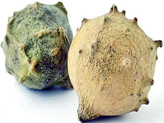 Oak gall - The curious history of colours | The Economic Times