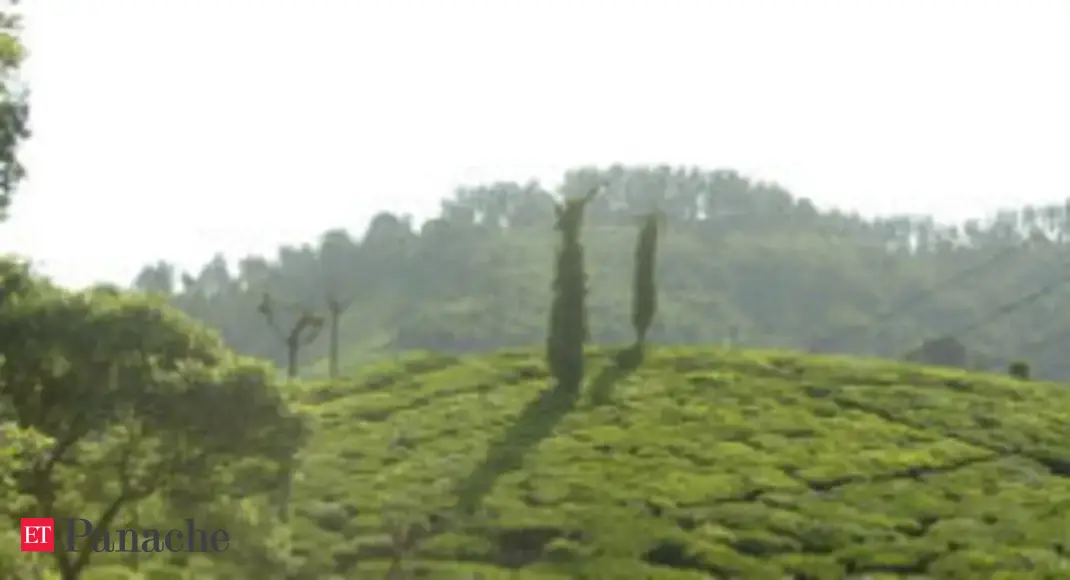 Tata Tea: Model for how to run a tea plantation - | The Economic Times