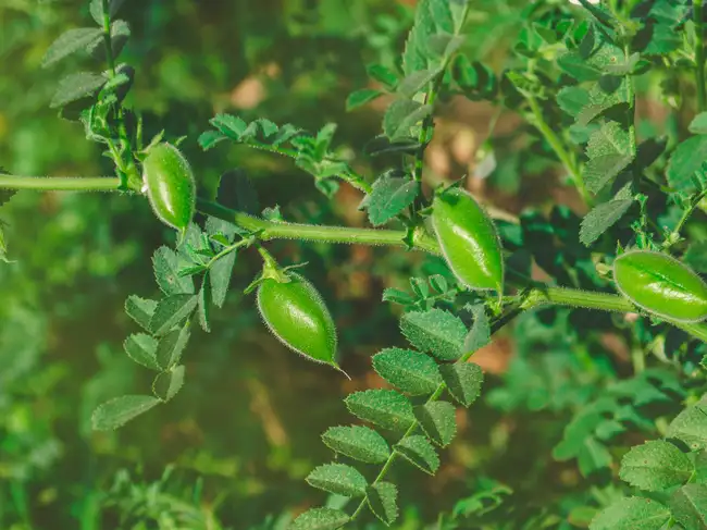 green chickpeas: Going green this winter: Why you must include green ...