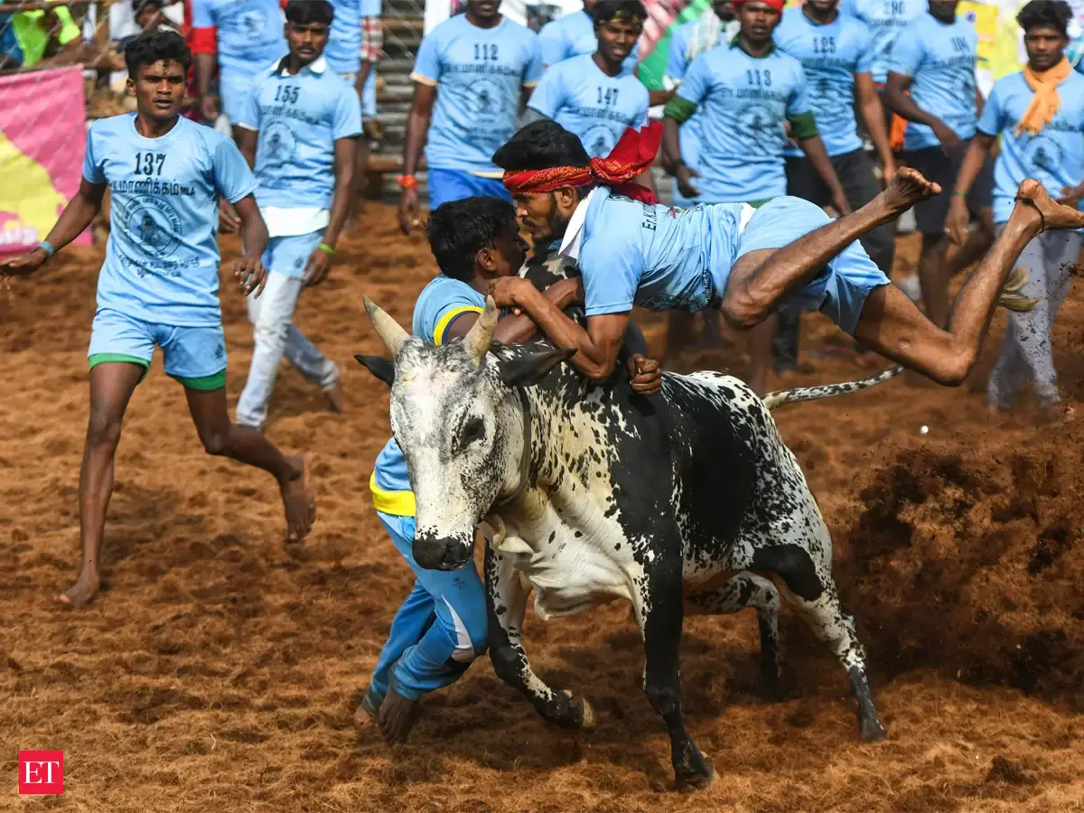 Alcohol & chilli powder - Jallikattu: A contested sport injures dozens ...