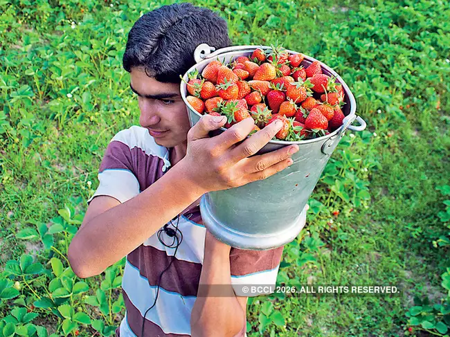 A berry old story: How strawberries found its most delicious avatar in ...