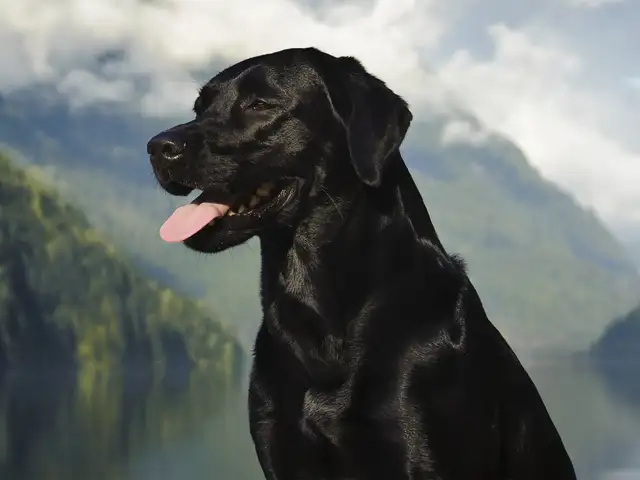 Hanging, dimpled & pregnant chads - Election surprises and ...