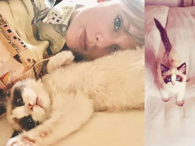 Cat Grumpy Meme Taylor Swift