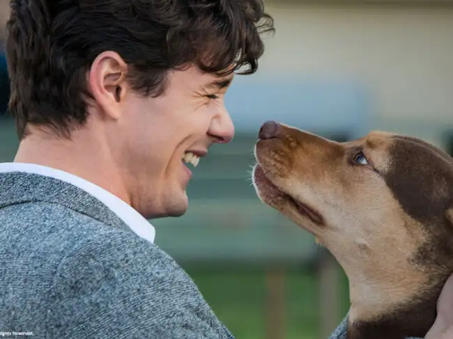 'A Dog's Way Home' review: Light-hearted film that reminds you of a ...