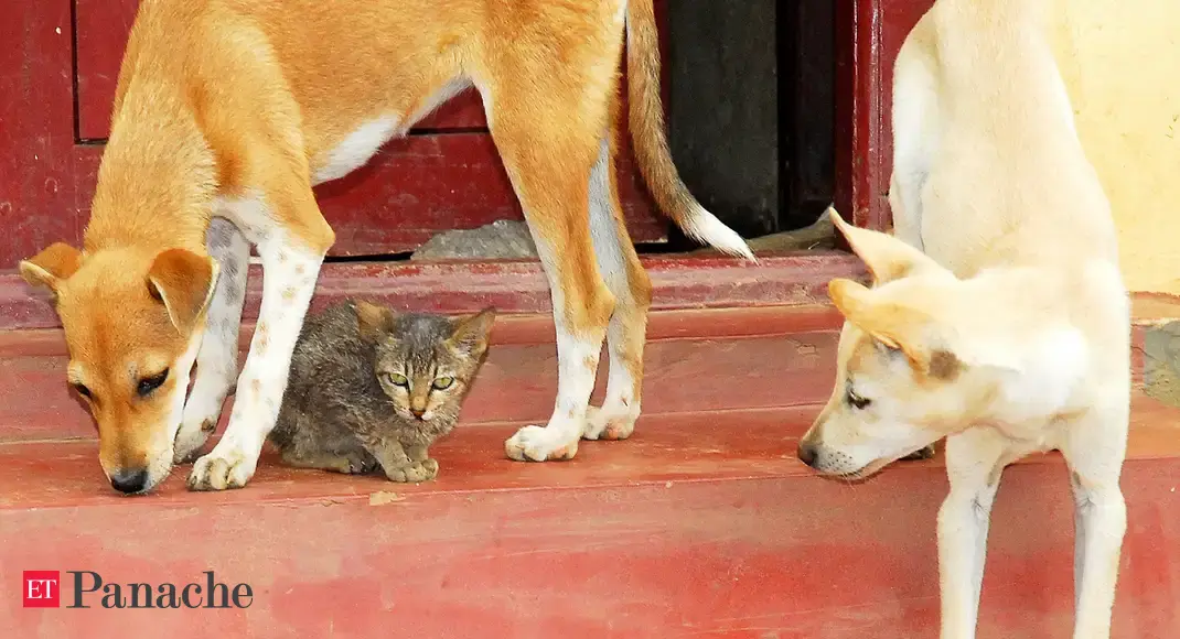 Bear-ly Legal - Animal Control: Dog, Pigeon And Other Law-Breaking ...