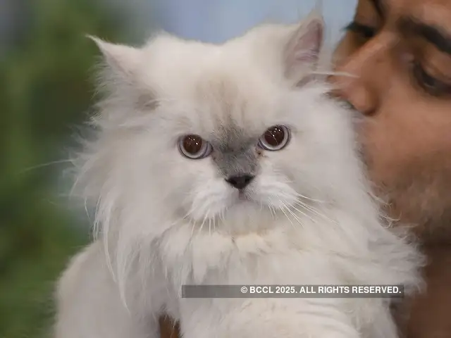 Poor Kitty - Animal Control: Dog, Pigeon And Other Law-Breaking Furry ...