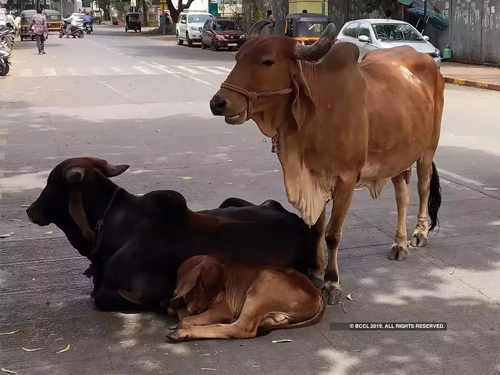 Flipboard MP Govt Proposes Up To 5 year Jail Term For Violence By Cow flipboard-mp-govt-proposes-up-to-5-year-jail-term-for-violence-by-cow