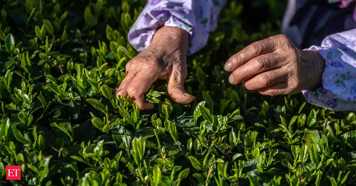 Madhu Jayanti International strengthens its packet tea business - The ...