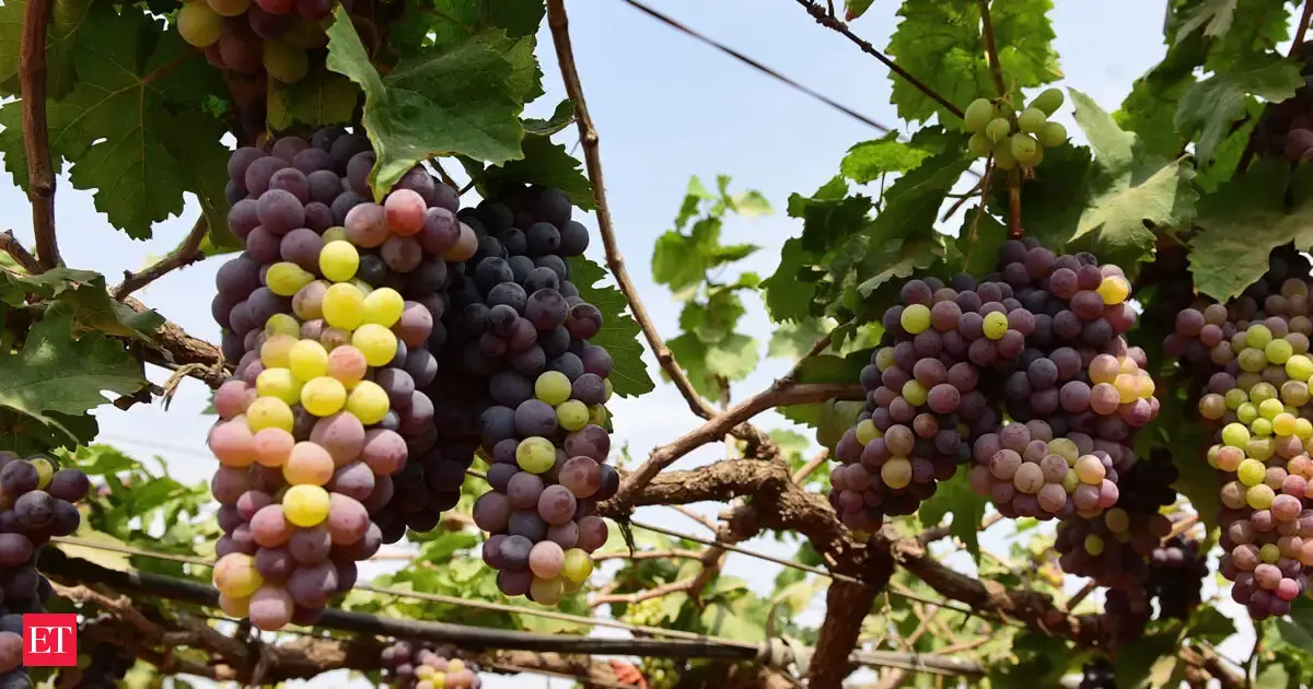 Sahyadri Farms emerges as India’s largest grape exporter of 2018-19 ...