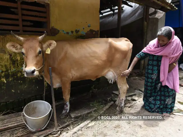 India finds an unlikely saviour in the cow - Chew on this | The ...
