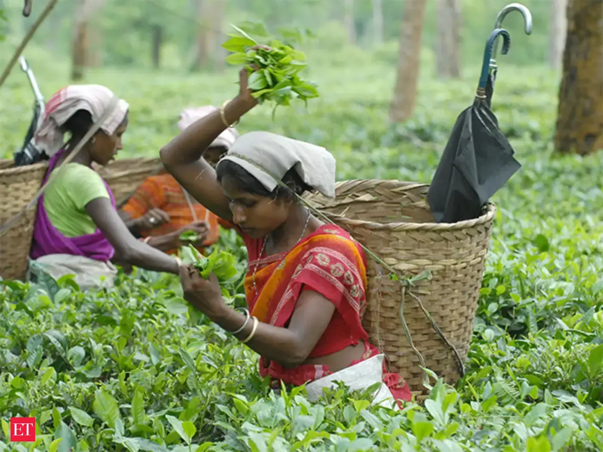 Rare Assam tea bags world record at auction - Only 35 kilos produced a ...