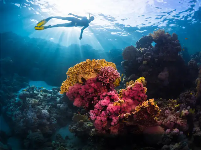 You thought heatwaves are killing coral reefs slowly. Think again - The ...