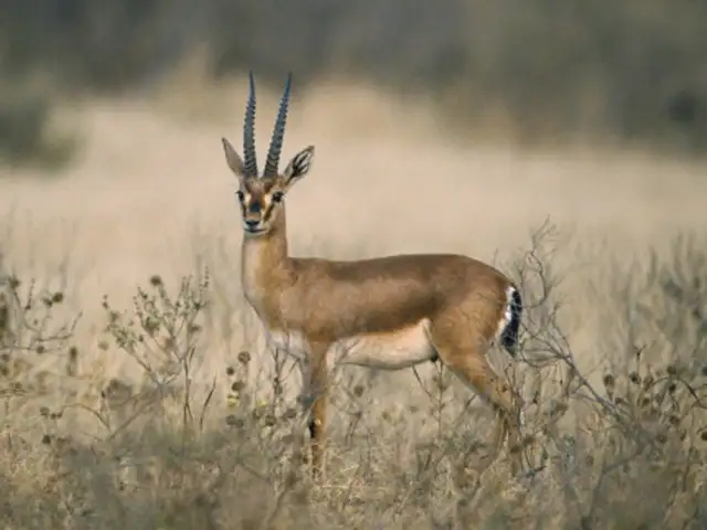 Vanishing species - The plight of Delhi Zoo: Few "demotivated" keepers ...