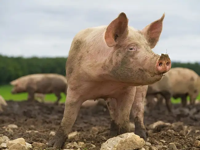 When it comes to innovation, think pig - The Economic Times