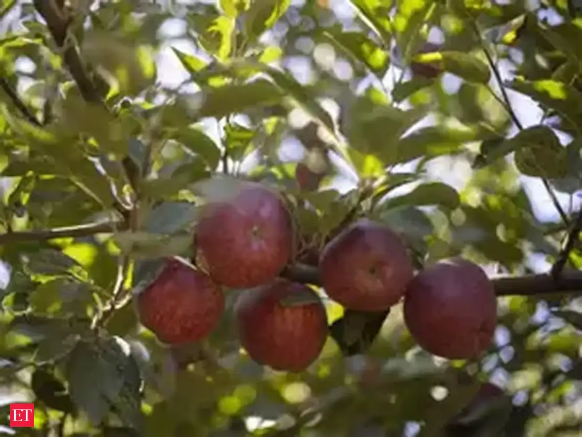 Apple Garden Jammu Kashmir | Fasci Garden