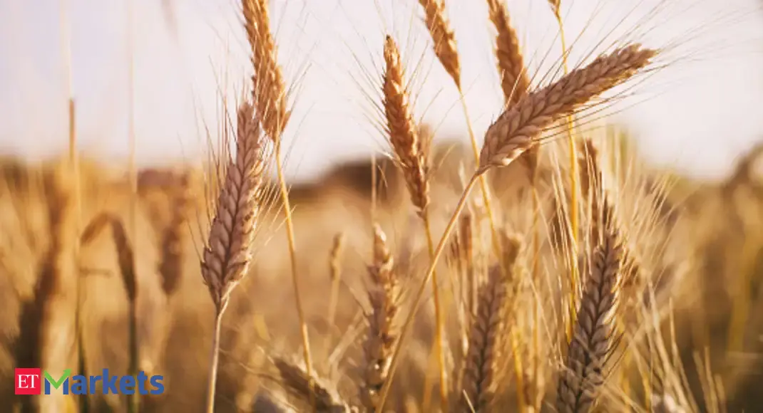 Wheat: High sowing, stocking to keep wheat prices stable - The Economic ...