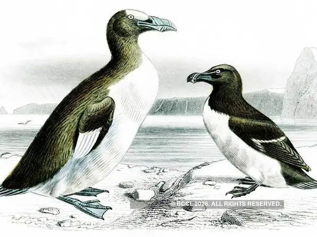 Why the great auk is making headlines - The Economic Times