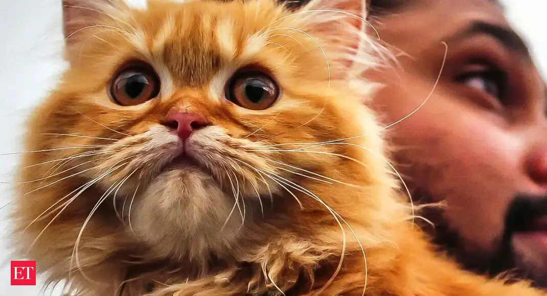 Tamil Nadu's first cat show held in Coimbatore - The first cat show ...