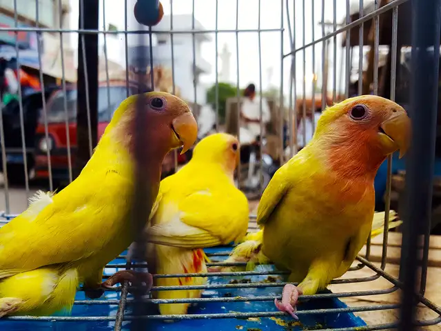 Audacity of crimes - Pablo Escobar of eggs: The world's greatest birds ...