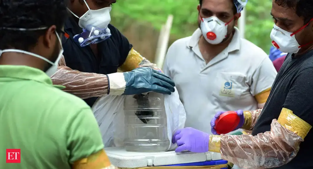 Viscera of dead bats sent for test after bird flu outbreak in Kerala ...