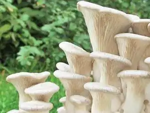 Extinction watch: Too delicious to be left to grow wild - The Economic ...