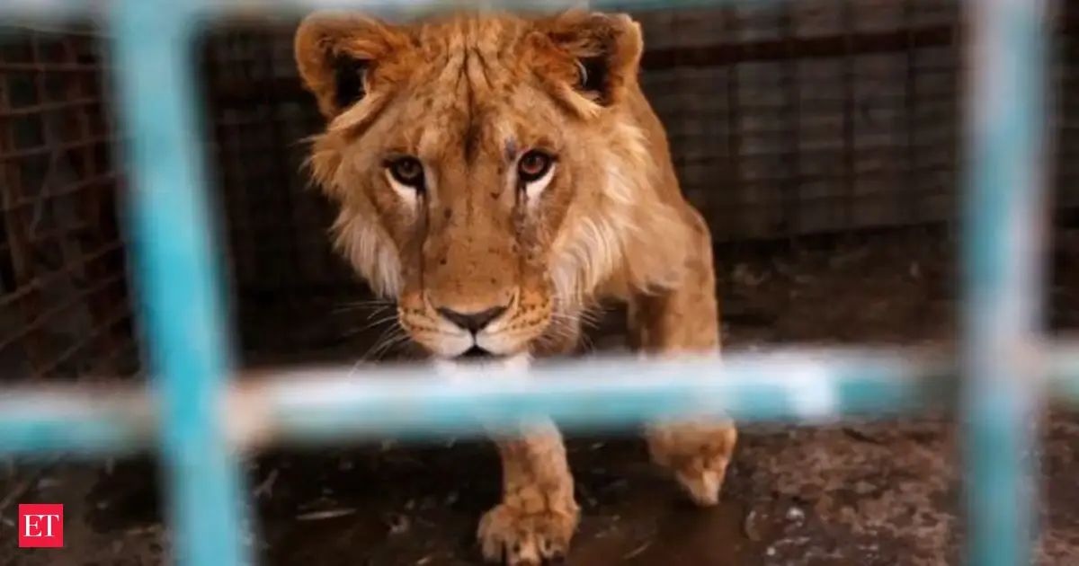 Indian zoos on high alert after tiger tests Coronavirus positive in the ...