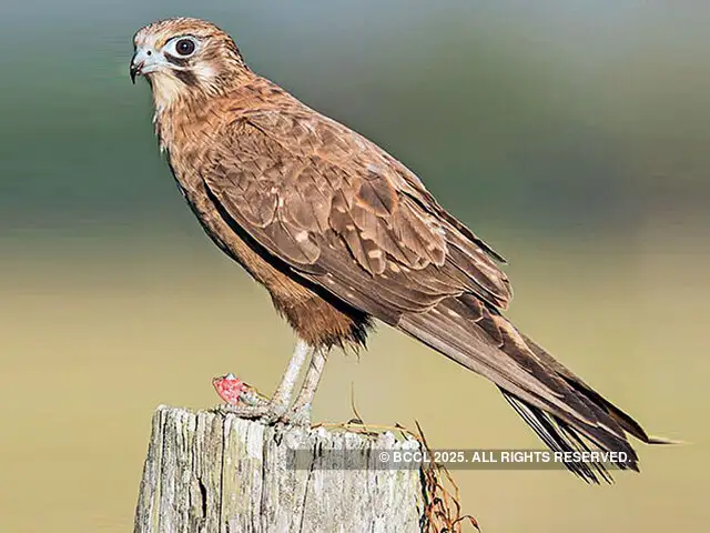 Who are firehawk raptors and how can they make wildfires worse ...