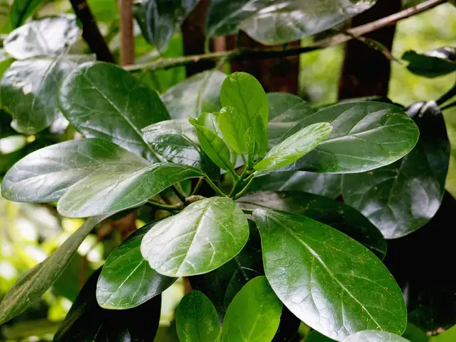 Extinction watch: How Kaikomako's slow journey to revival began in 1945 ...