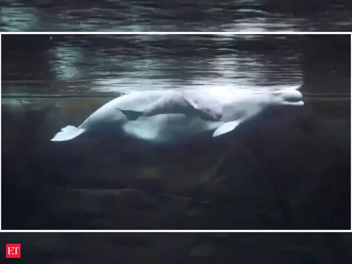 Watch: Baby beluga whale born at Georgia Aquarium - The Economic Times ...