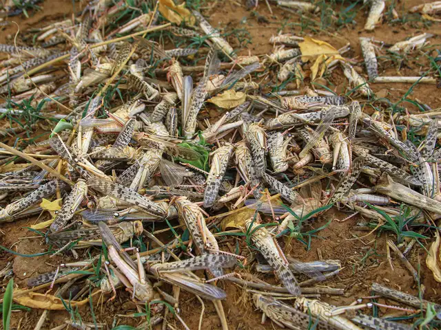 On The Menu - What are desert locusts & why are they so devastating ...
