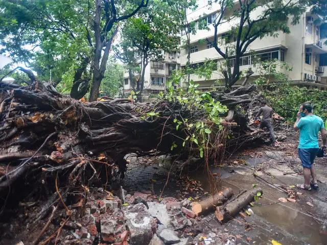 Damage - Nisarga: The devastation from a rare Arabian sea cyclone | The ...