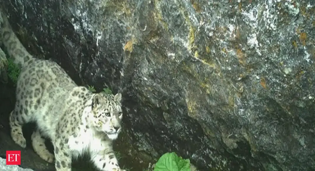 Rare sighting of elusive snow leopards in Kullu sanctuary - The Economic Times