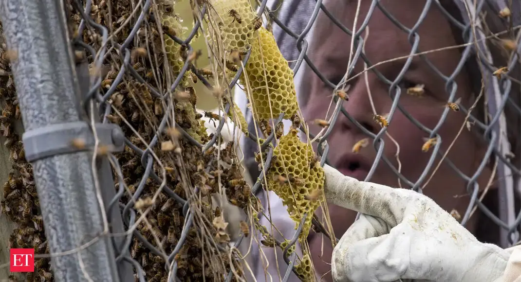 Food scarcity - Wild bees key to billion dollar worth of fruit and ...